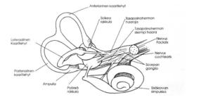 Korvaperäinen huimaus - pyörittävä kiertohuimaus